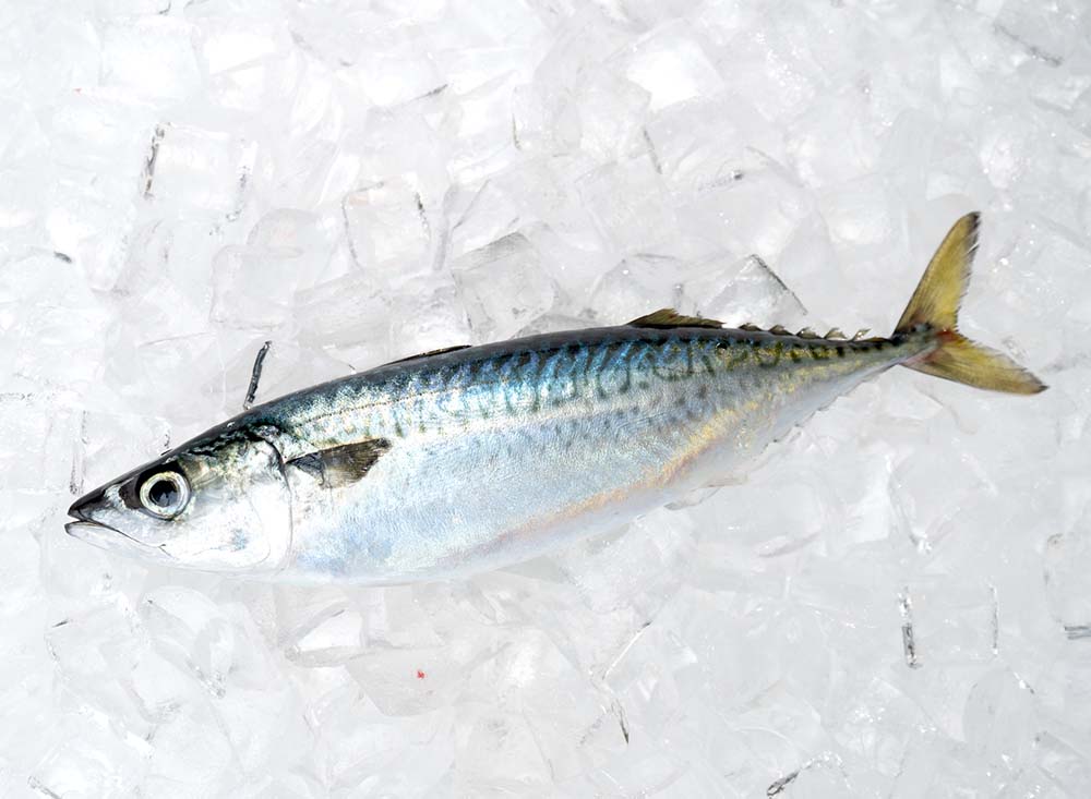 サバ（養殖） | 九州活魚センター｜活魚の仕入れ・販売｜鮮魚・活魚